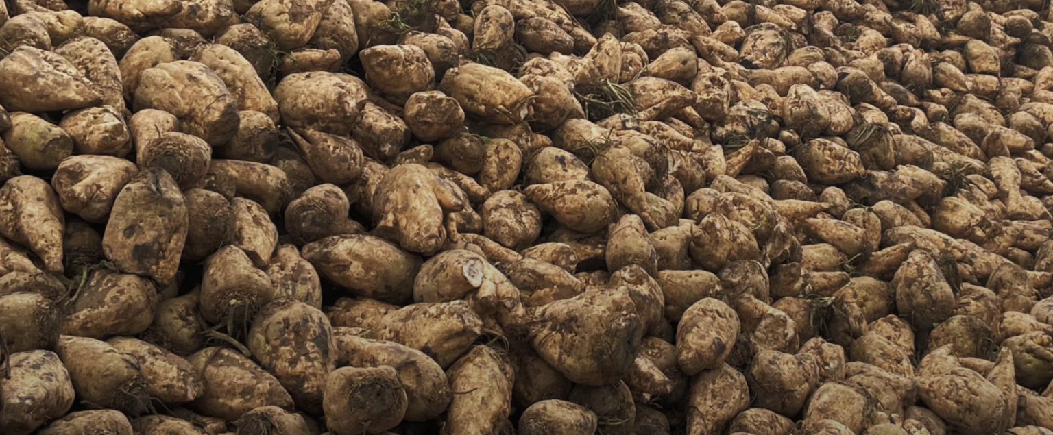 ASOCIAȚIA MONDIALĂ A CULTIVATORILOR DE SFECLĂ ȘI TRESTIE DE ZAHĂR – Zahar